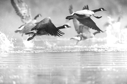 Fluggans Bilder – Durchsuchen 145,837 Archivfotos, Vektorgrafiken und ...