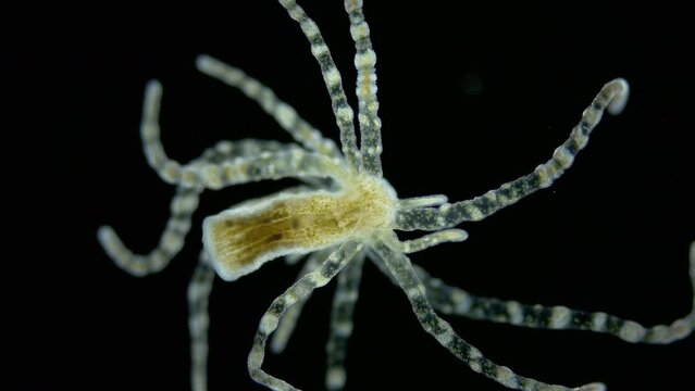 Cnidoblast Images – Browse 1,212 Stock Photos, Vectors, and Video ...