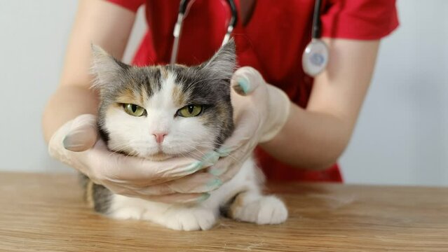 Cat Doctor Images – Browse 62,116 Stock Photos, Vectors, and Video ...