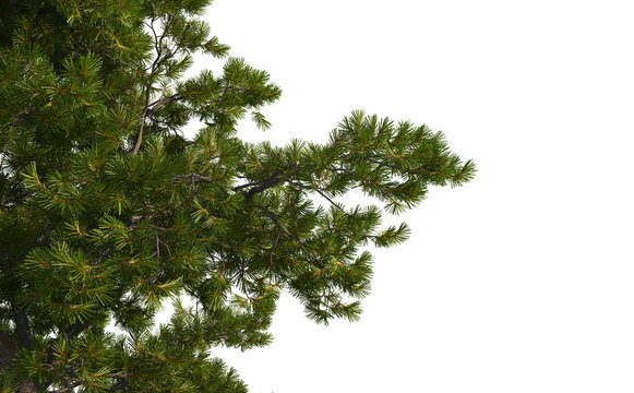 Pine Tree Branch Texture