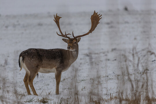 รูปภาพDamhirsche – เลือกดูภาพถ่ายสต็อก เวกเตอร์ และวิดีโอ411 | Adobe Stock