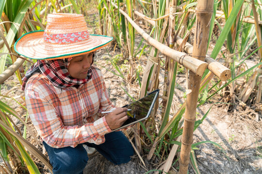 "Sugar Cane Plant"-Bilder: Stock-Fotos & -Videos. | Adobe Stock