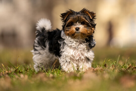 "Beaver Yorkshire Terrier" Images – Browse 170 Stock Photos, Vectors ...