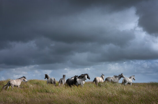 รูปภาพKudde – เลือกดูภาพถ่ายสต็อก เวกเตอร์ และวิดีโอ76 | Adobe Stock