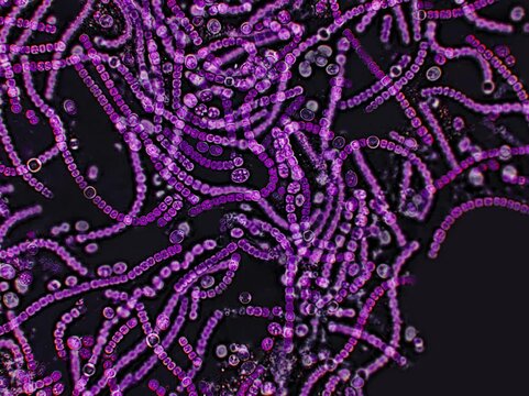 Acidophilic Bacteria