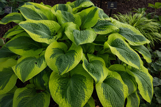 "Hosta " Imagens – Procure 23,428 fotos, vetores e vídeos | Adobe Stock