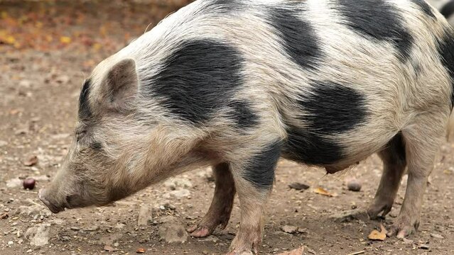 Spotted Teacup Pig
