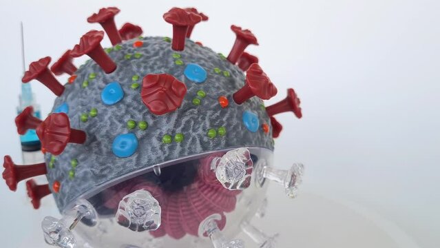รูปภาพ"Microscopic Anatomy" – เลือกดูภาพถ่ายสต็อก เวกเตอร์ และวิดีโอ68 ...