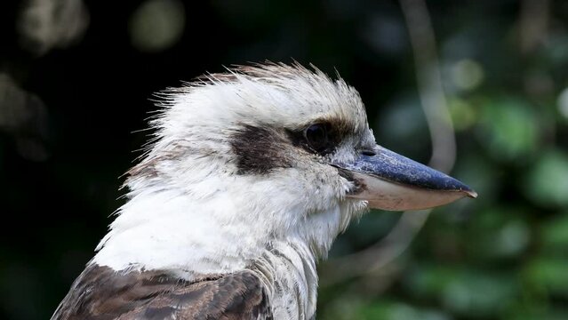"Laughing Bird"-Bilder: Stock-Fotos & -Videos. | Adobe Stock