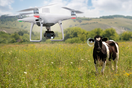 Drone Animals Bilder – Durchsuchen 73,116 Archivfotos, Vektorgrafiken ...