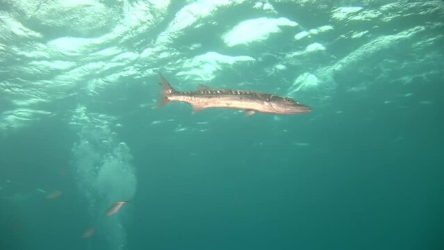 Barracuda Fish Images – Browse 18,183 Stock Photos, Vectors, and Video ...