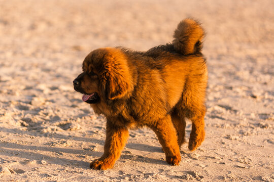 Red Himalayan Mastiff