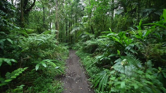 Equatorial Climate Vegetation
