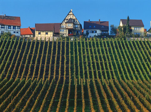 รูปภาพWeinberg – เลือกดูภาพถ่ายสต็อก เวกเตอร์ และวิดีโอ49,111 | Adobe Stock