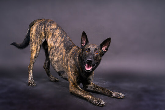 รูปภาพ"Dutch Shepherd" – เลือกดูภาพถ่ายสต็อก เวกเตอร์ และวิดีโอ546 ...