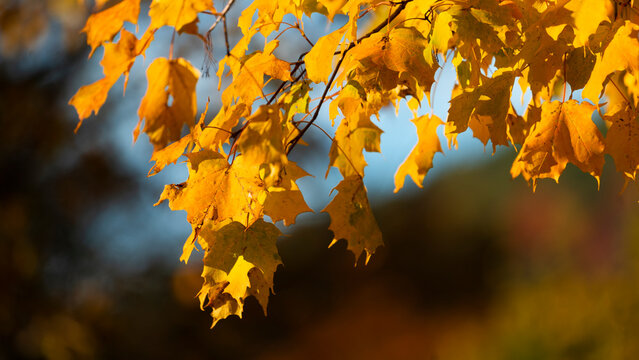 "Fall Leaves Background" Images – Browse 725 Stock Photos, Vectors, and ...