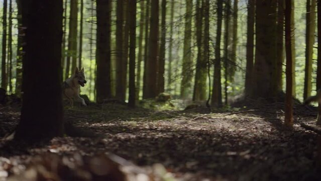 Springen Images – Browse 36,396 Stock Photos, Vectors, and Video ...