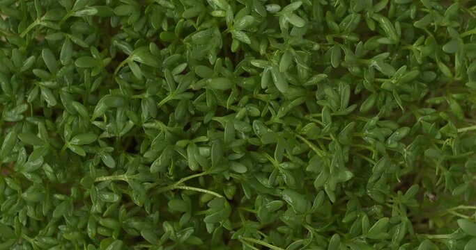 「Lepidium」の写真素材 | 2,337件の無料イラスト画像 | Adobe Stock