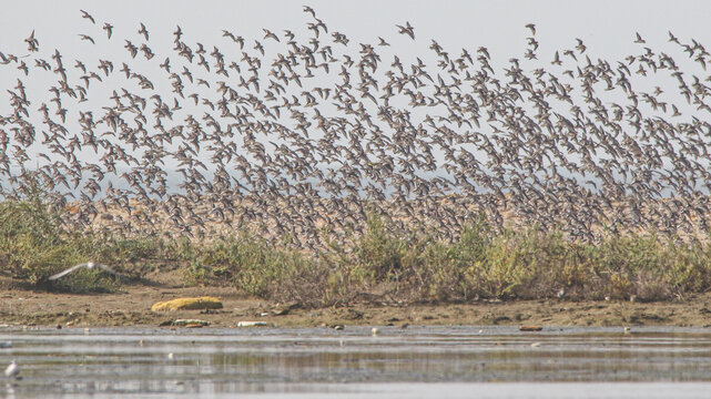 "Birds Flock" Images – Browse 1,632 Stock Photos, Vectors, and Video ...