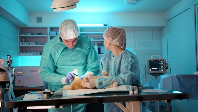 Imagens de Gonadectomy – Explore Fotografias do Stock, Vetores e Vídeos ...