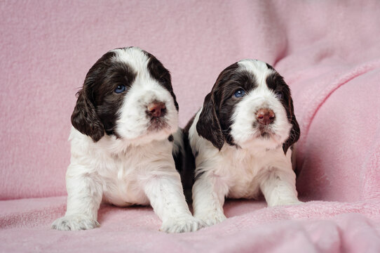 Springer Spaniel Puppy Images – Browse 16,816 Stock Photos, Vectors ...