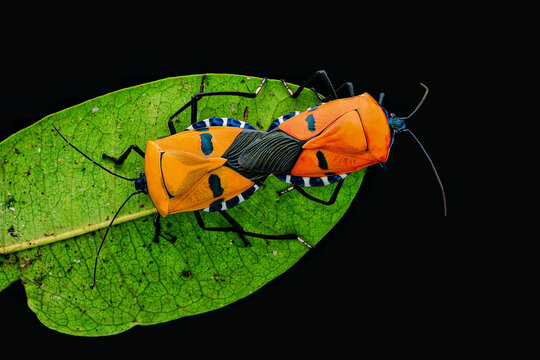 "Catacanthus Incarnatus" Images – Browse 26 Stock Photos, Vectors, and ...