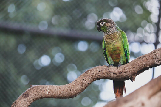 Green Cheek Conure In The Wild