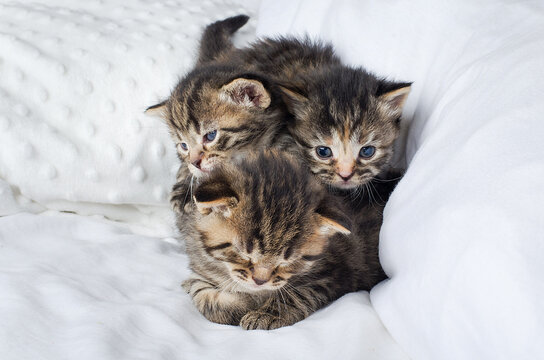 Three Kittens Cuddling