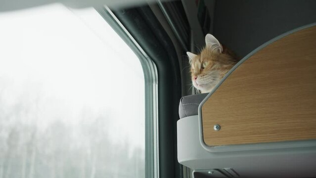 「Cat Railway」の写真素材 | 1,403件の無料イラスト画像 | Adobe Stock