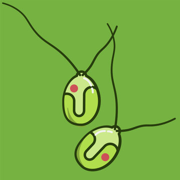 รูปภาพFlagellates – เลือกดูภาพถ่ายสต็อก เวกเตอร์ และวิดีโอ1,045 | Adobe ...