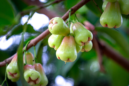 "Bell Fruit" Images – Browse 3,849 Stock Photos, Vectors, and Video ...