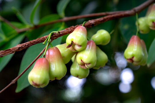 "Bell Fruit" Images – Browse 3,990 Stock Photos, Vectors, and Video ...