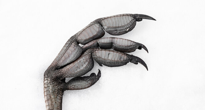 รูปภาพKralle – เลือกดูภาพถ่ายสต็อก เวกเตอร์ และวิดีโอ3,260 | Adobe Stock