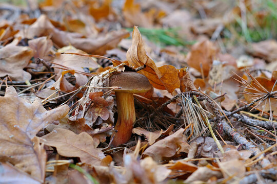 「Edelpilz」の写真素材 | 1,143件の無料イラスト画像 | Adobe Stock