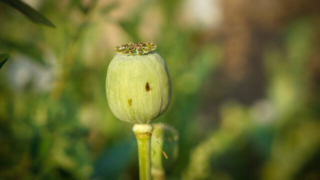 "Poppy Head" Bilder – Durchsuchen 1,825 Archivfotos, Vektorgrafiken und ...