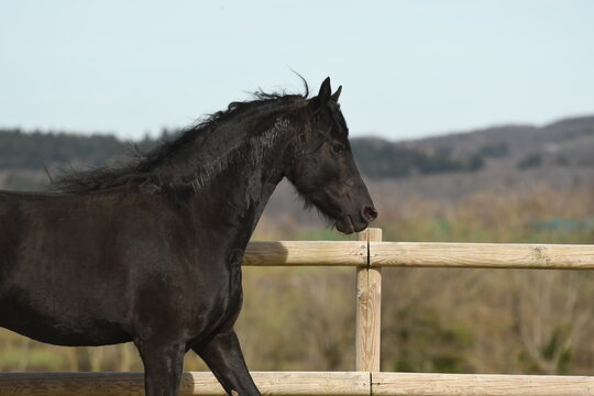Frison Bilder – Durchsuchen 220 Archivfotos, Vektorgrafiken und Videos ...