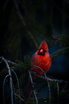 Beautiful*Cardinal Images – Browse 11,443 Stock Photos, Vectors, and ...