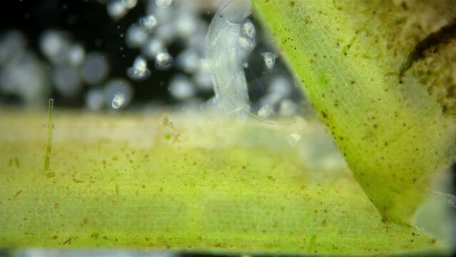 Naididae Images – Browse 131 Stock Photos, Vectors, and Video | Adobe Stock