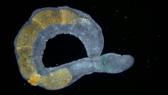 Detritivores Bilder – Durchsuchen 808 Archivfotos, Vektorgrafiken und ...