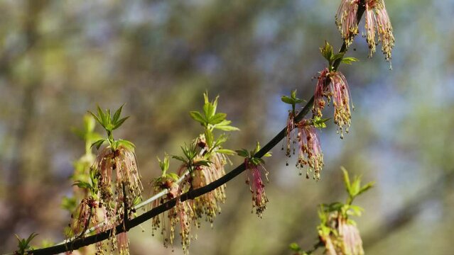 "Manitoba Maple" Images – Browse 221 Stock Photos, Vectors, and Video ...