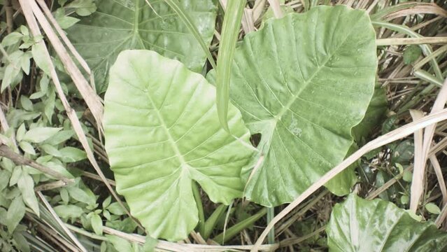 Odora Images – Browse 533 Stock Photos, Vectors, and Video | Adobe Stock