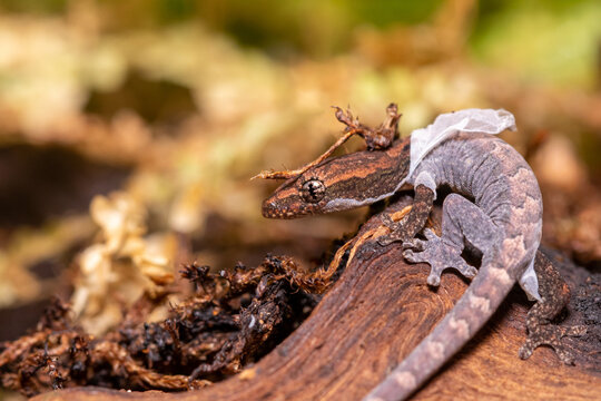"Mourning Gecko" - Images et vidéos libres de droits | Adobe Stock