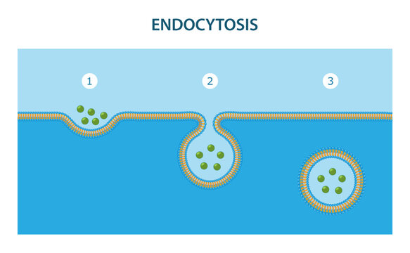 Endocytosis