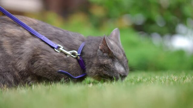 "On Leash" Images – Browse 544 Stock Photos, Vectors, and Video | Adobe ...