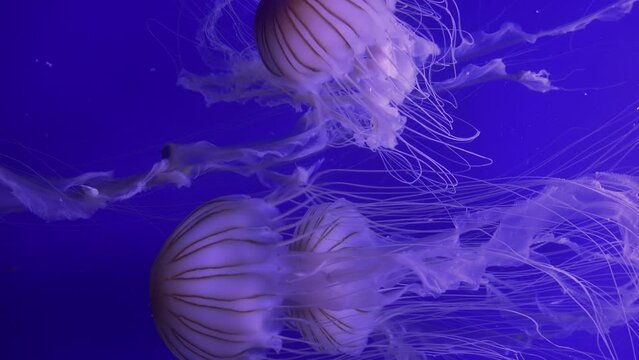 Cnidoblast Imagens – Procure 1,356 fotos, vetores e vídeos | Adobe Stock