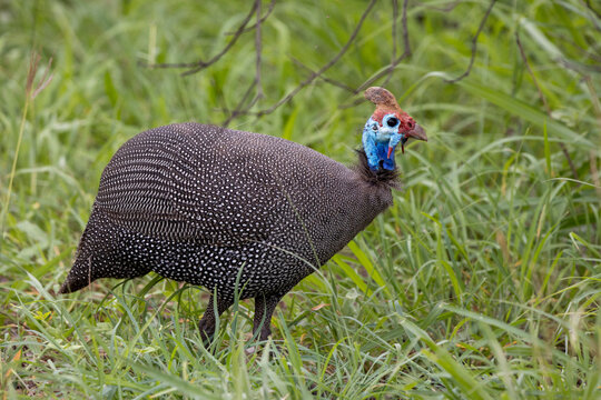 「Tarentaal」の写真素材 | 21件の無料イラスト画像 | Adobe Stock