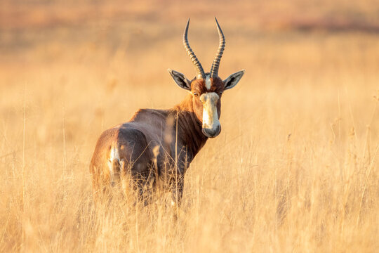 "Red Hartebeest" Images – Browse 1,448 Stock Photos, Vectors, and Video ...