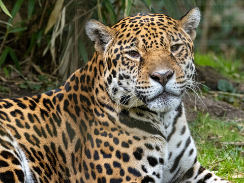 "Eigentliche Grosskatzen" Images – Browse 1,058 Stock Photos, Vectors ...