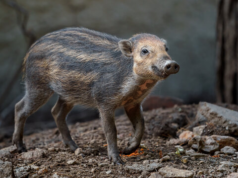 "Warty Pig" Images – Browse 267 Stock Photos, Vectors, and Video ...