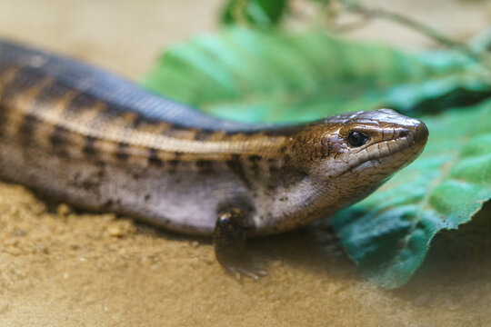 Galliwasp Images – Browse 197 Stock Photos, Vectors, and Video | Adobe ...